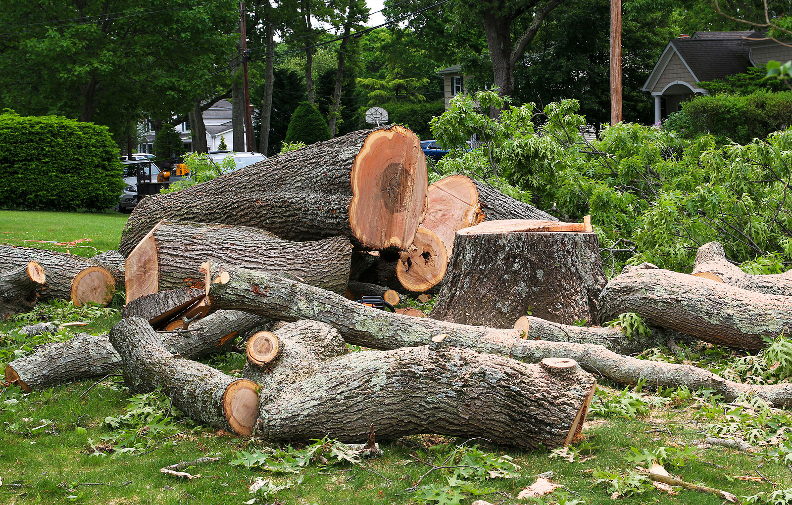 Tree Removal Services 🌟 Remove Unwanted Trees